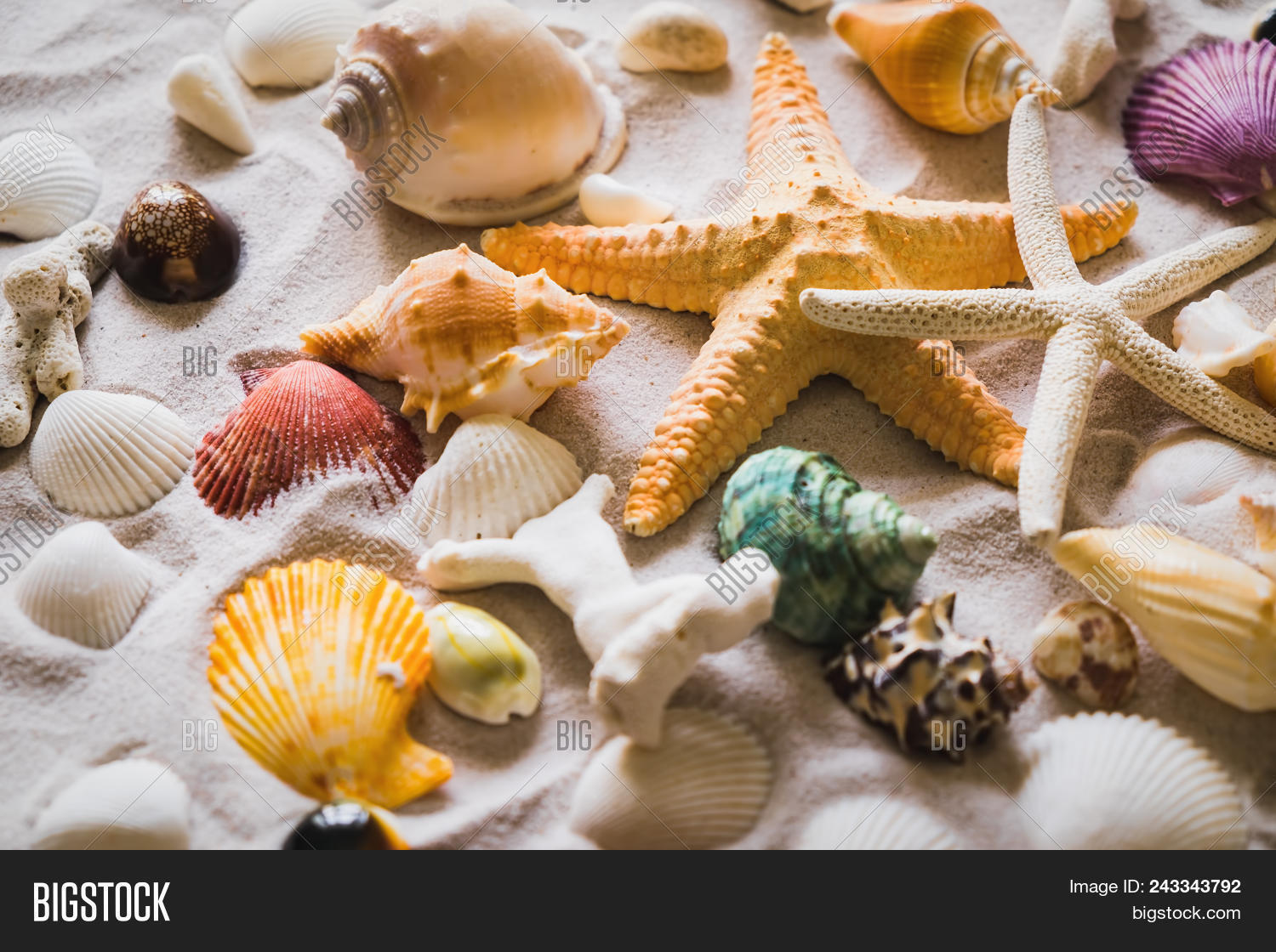 Summer Beach Seashells Image & Photo (Free Trial) | Bigstock