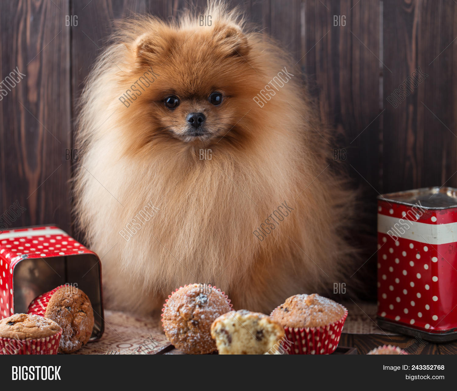 Funny Pomeranian Dog Image & Photo (Free Trial) | Bigstock