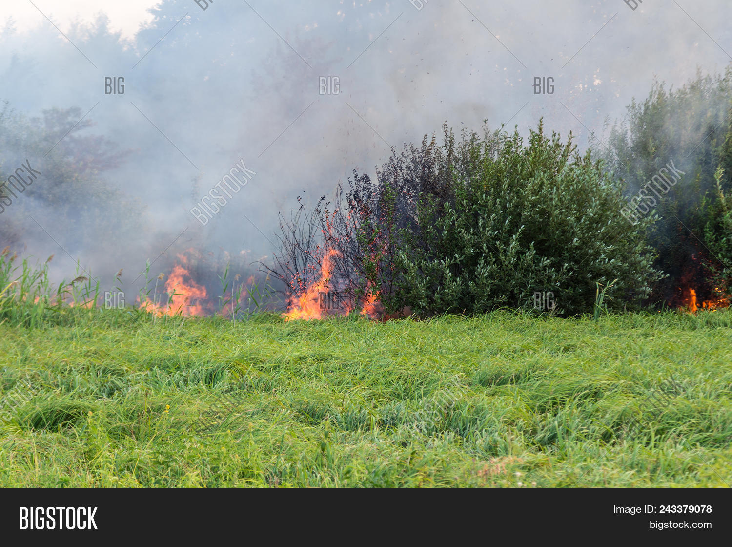 Forest Wildfire. Image & Photo (Free Trial) | Bigstock