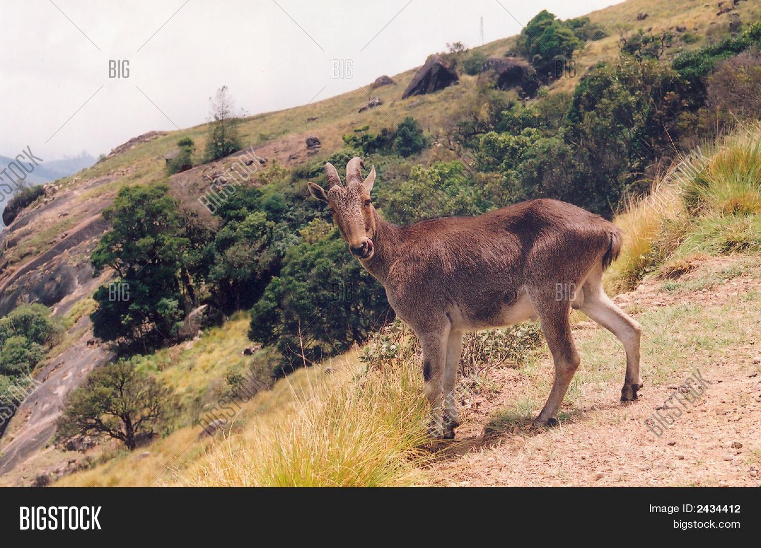 Varaiyadu Image & Photo (Free Trial) | Bigstock