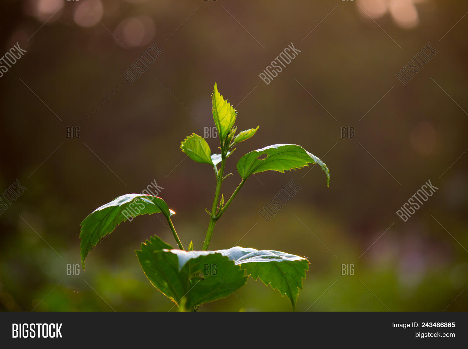 Leaf Organ Vascular Image & Photo (Free Trial) | Bigstock