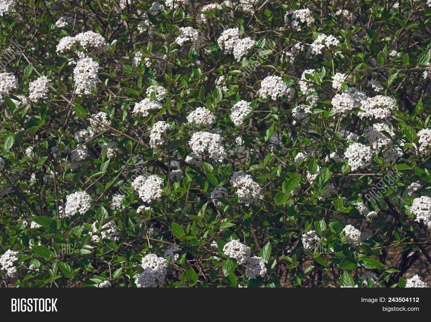 Mohawk Viburnum Tree Image & Photo (Free Trial) | Bigstock