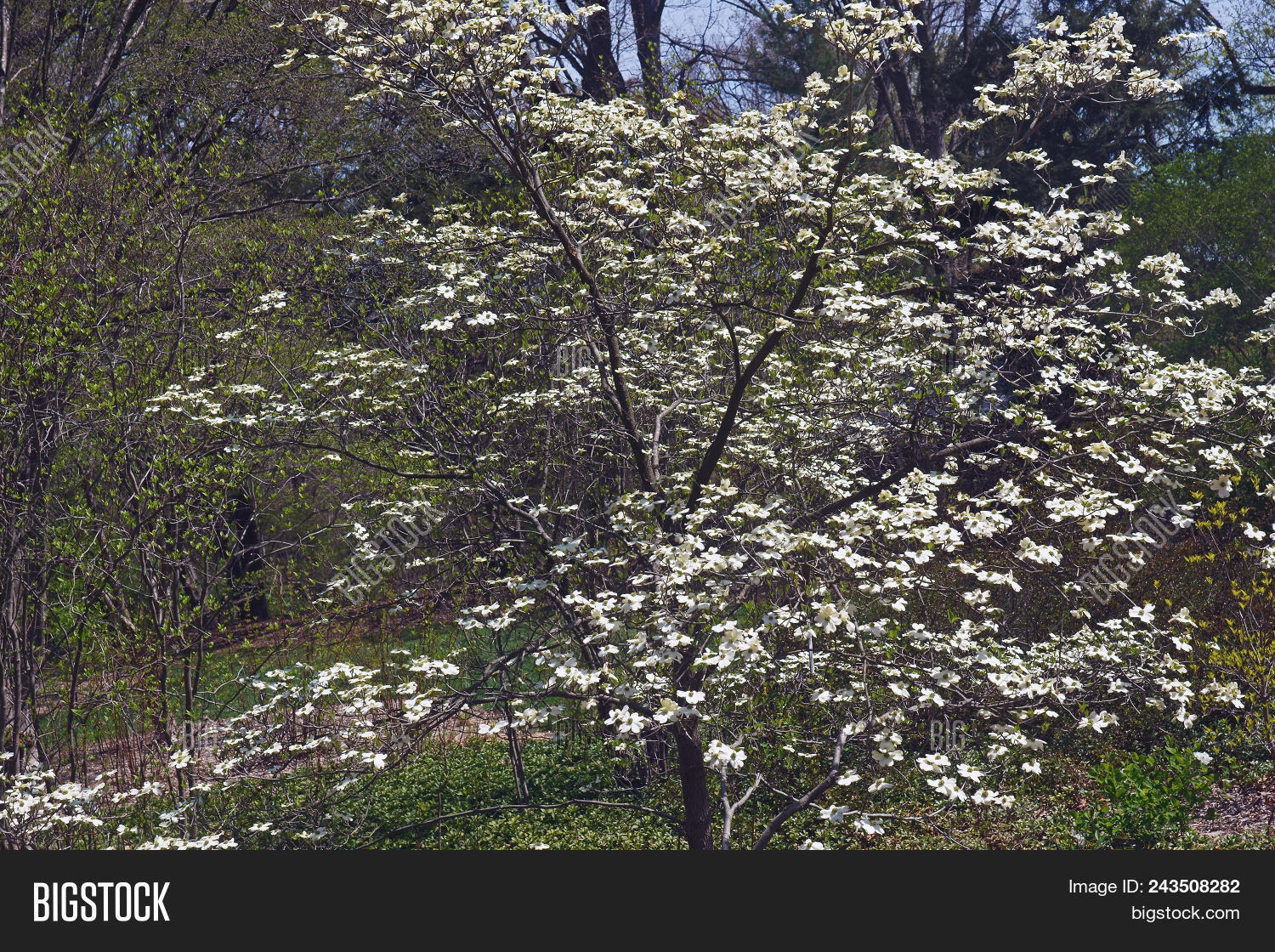 Ozark Spring Flowering Image & Photo (Free Trial) | Bigstock