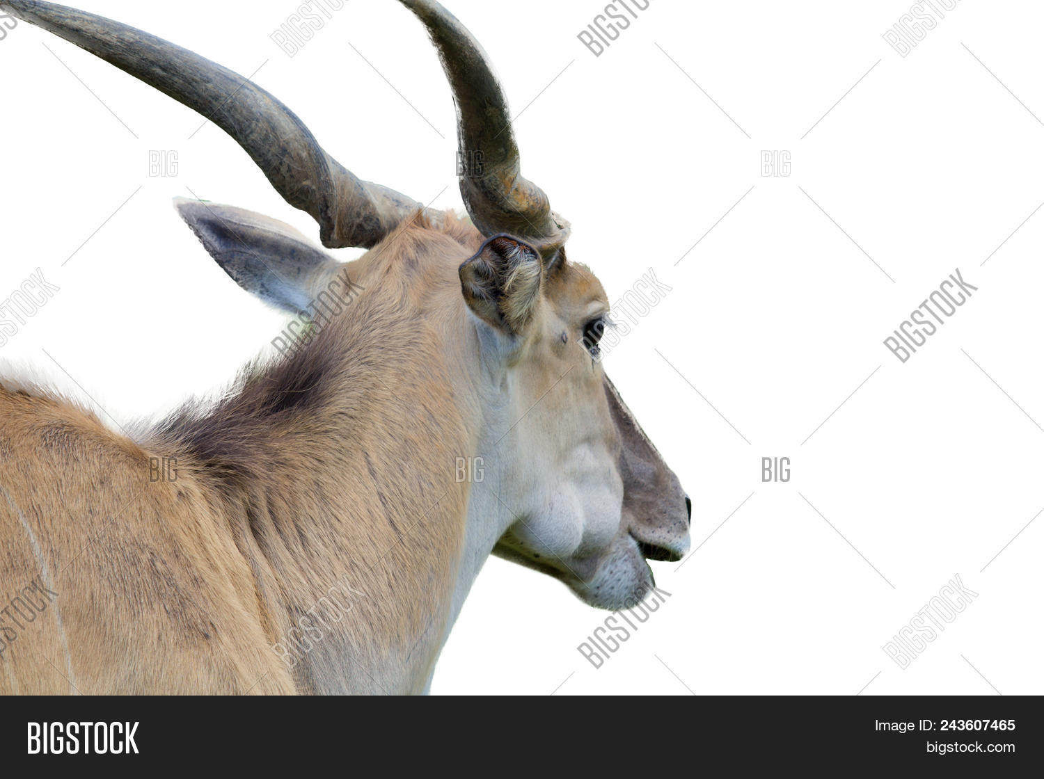Common Eland Head Back Image & Photo (Free Trial) | Bigstock