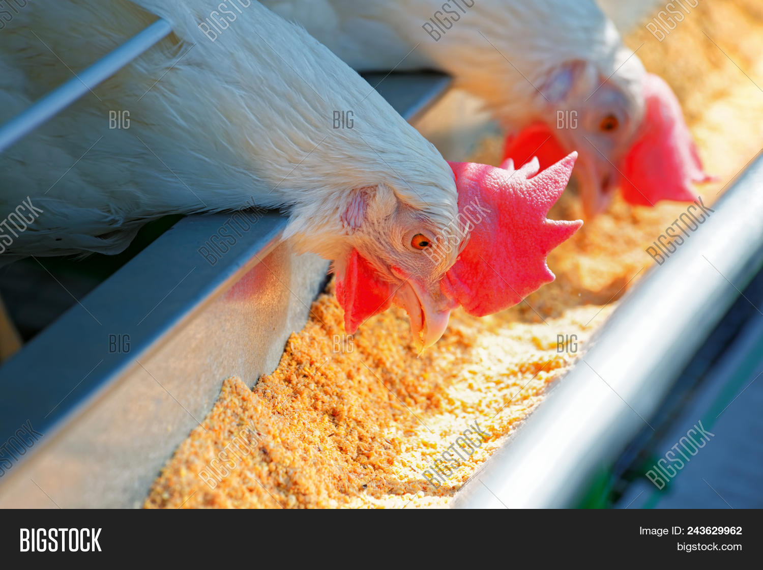 Two White Hens Pecking Image & Photo (Free Trial) | Bigstock