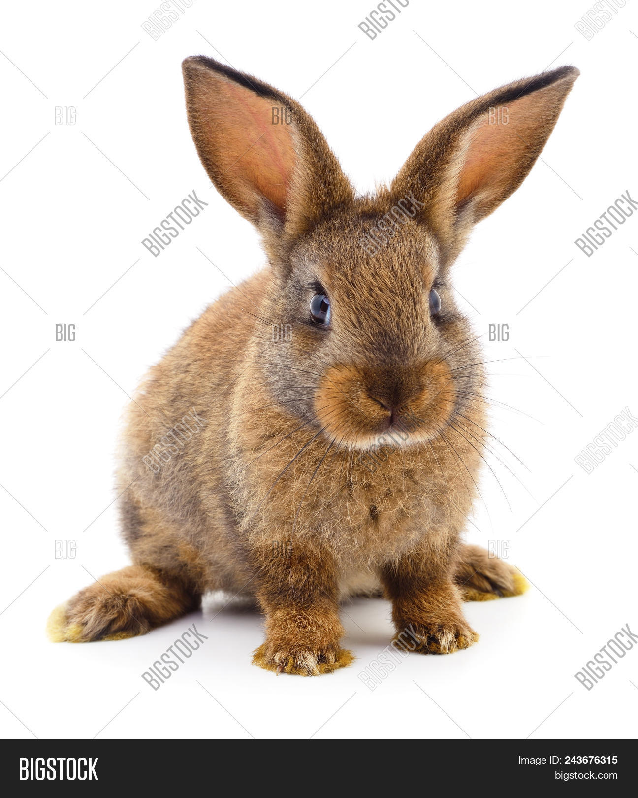 Small Brown Rabbit Image & Photo (Free Trial) | Bigstock