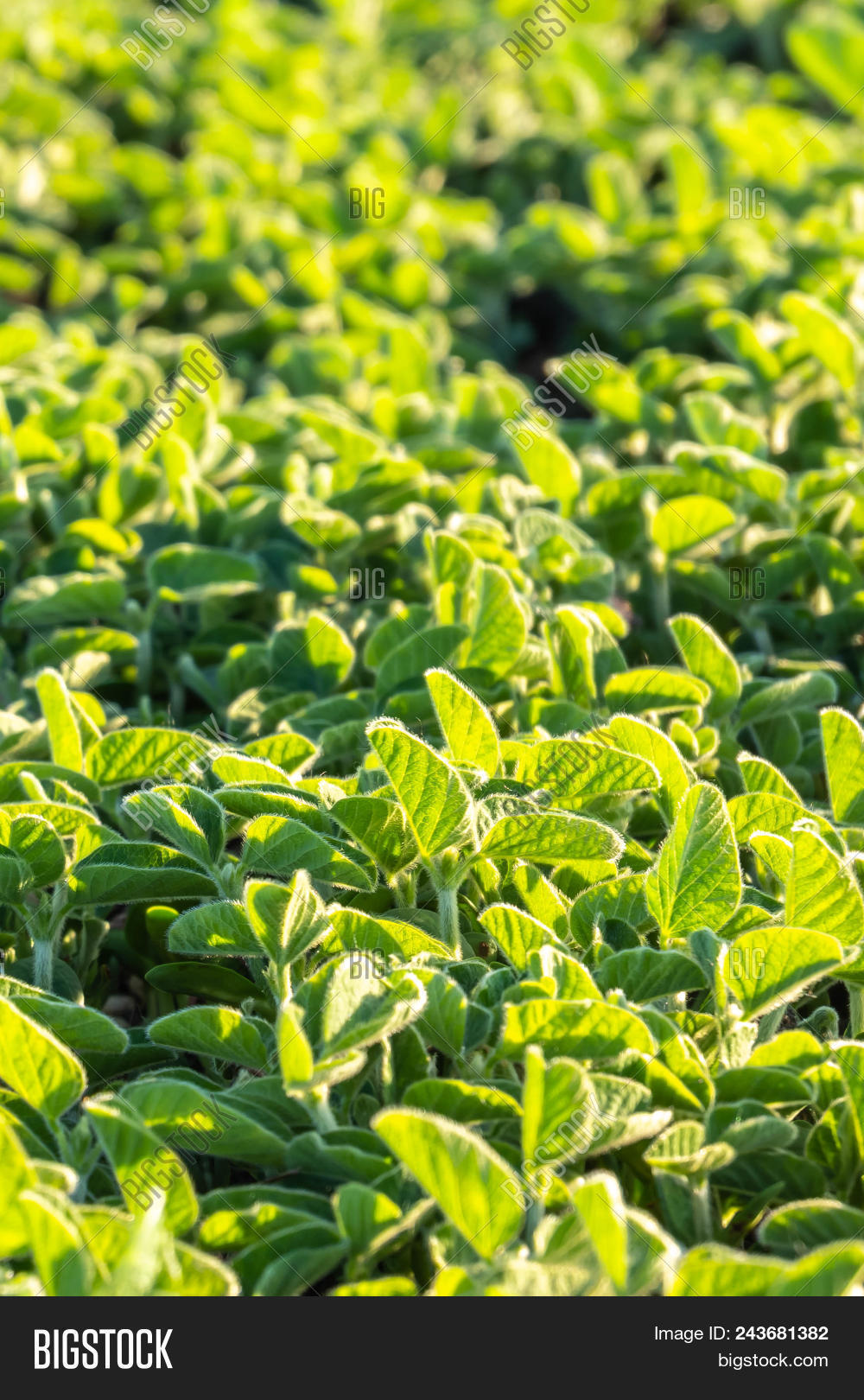 Soybean Flowers On Soy Image & Photo (Free Trial) | Bigstock