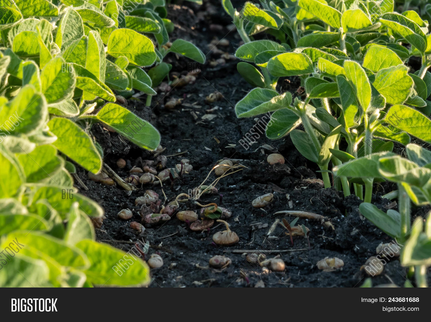 Soybean Flowers On Soy Image & Photo (Free Trial) | Bigstock