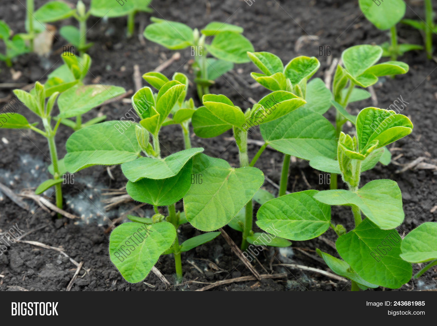 Soybean Flowers On Soy Image & Photo (Free Trial) | Bigstock