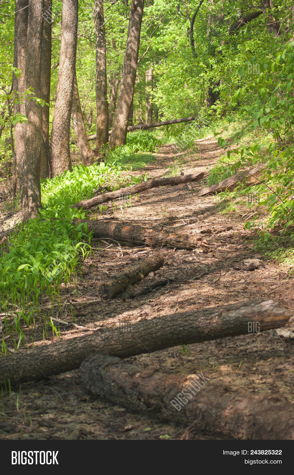 Forest Overgrown Trail Image & Photo (Free Trial) | Bigstock