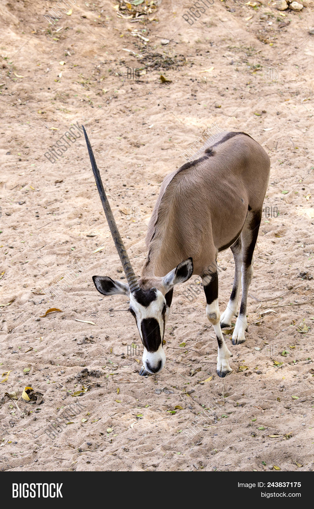 Scimitar Oryx Scimitar Image & Photo (Free Trial) | Bigstock