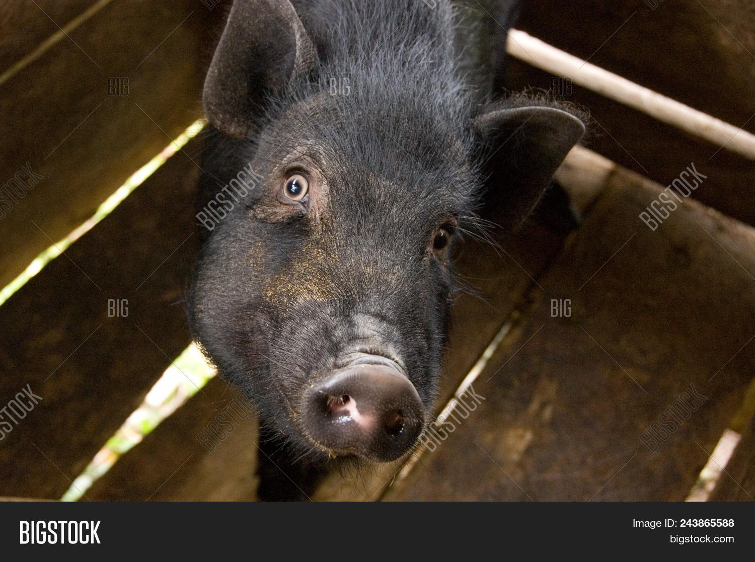 Black Pig On Farm Image & Photo (Free Trial) | Bigstock