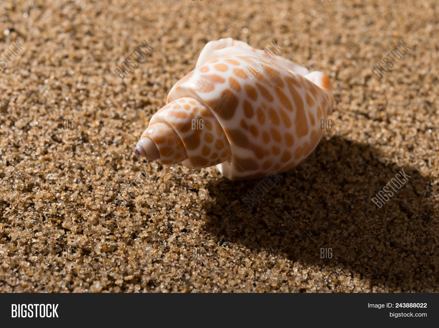 Side View Conch Shell Image & Photo (Free Trial) | Bigstock