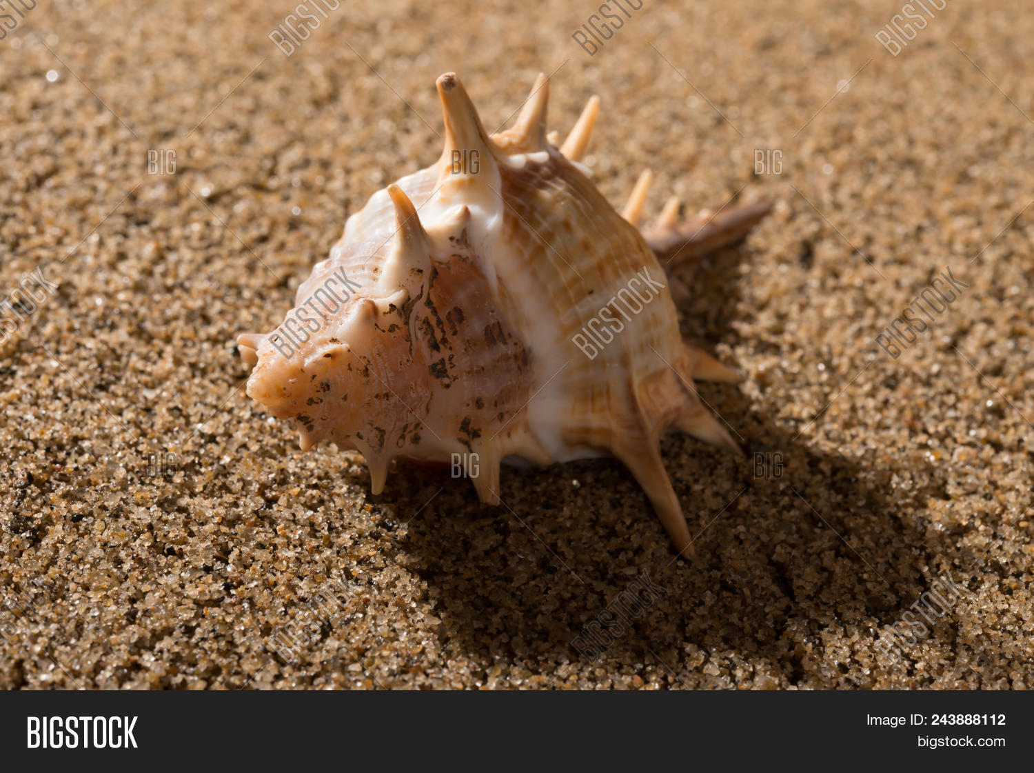 Side View Conch Shell Image & Photo (Free Trial) | Bigstock