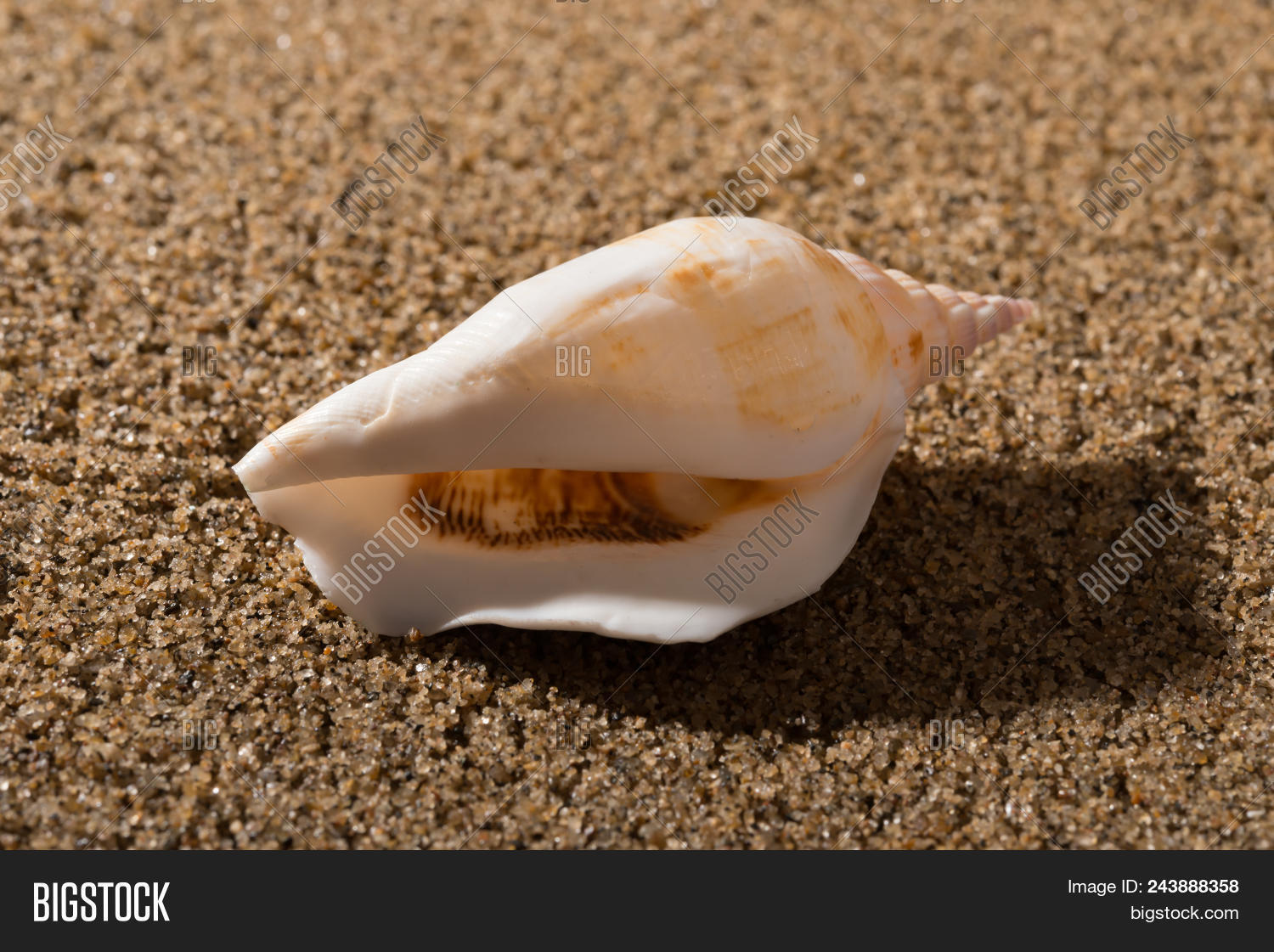 Side View Conch Shell Image & Photo (Free Trial) | Bigstock
