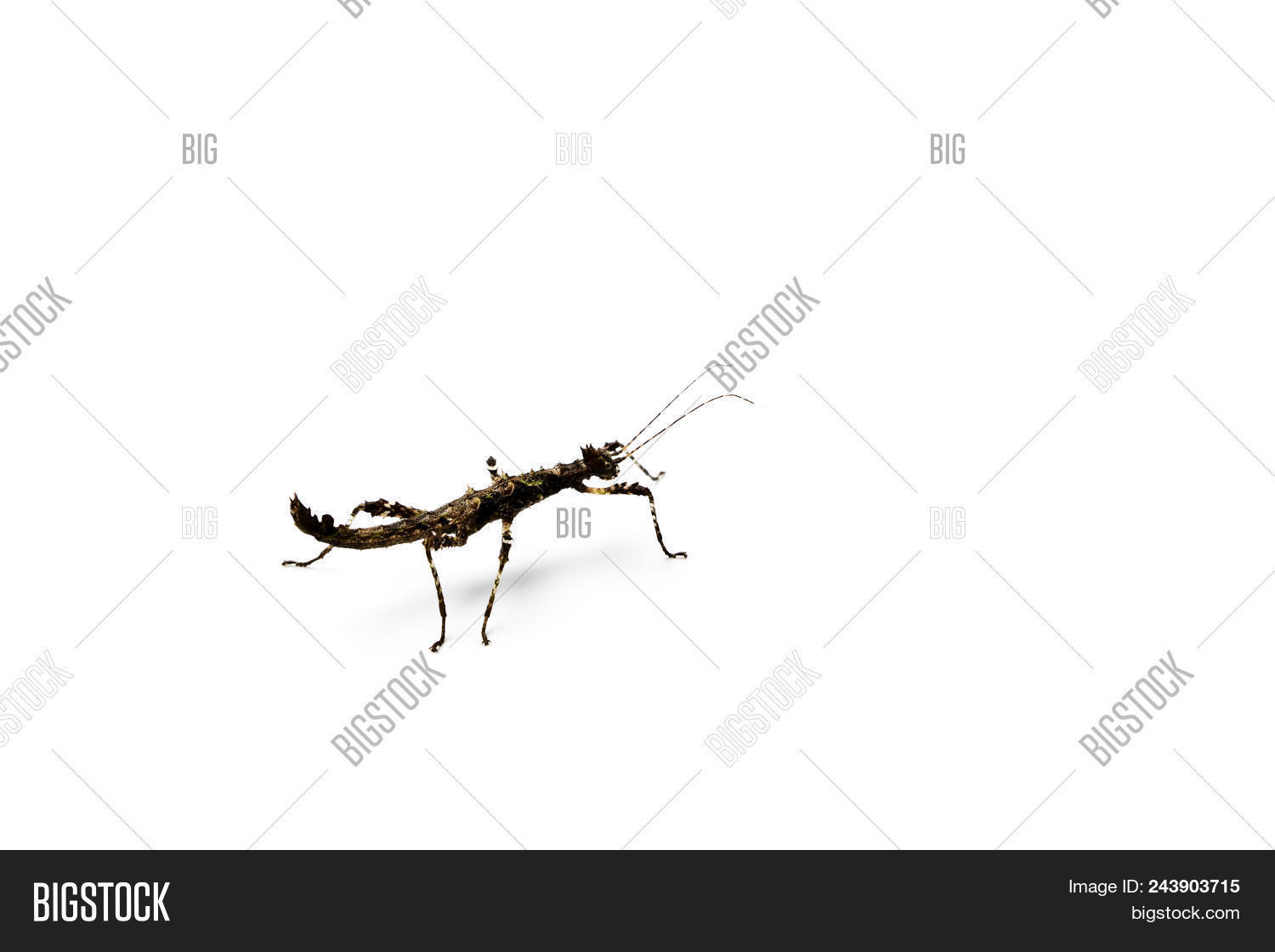 Sunny Stick Insect On Image & Photo (Free Trial) | Bigstock
