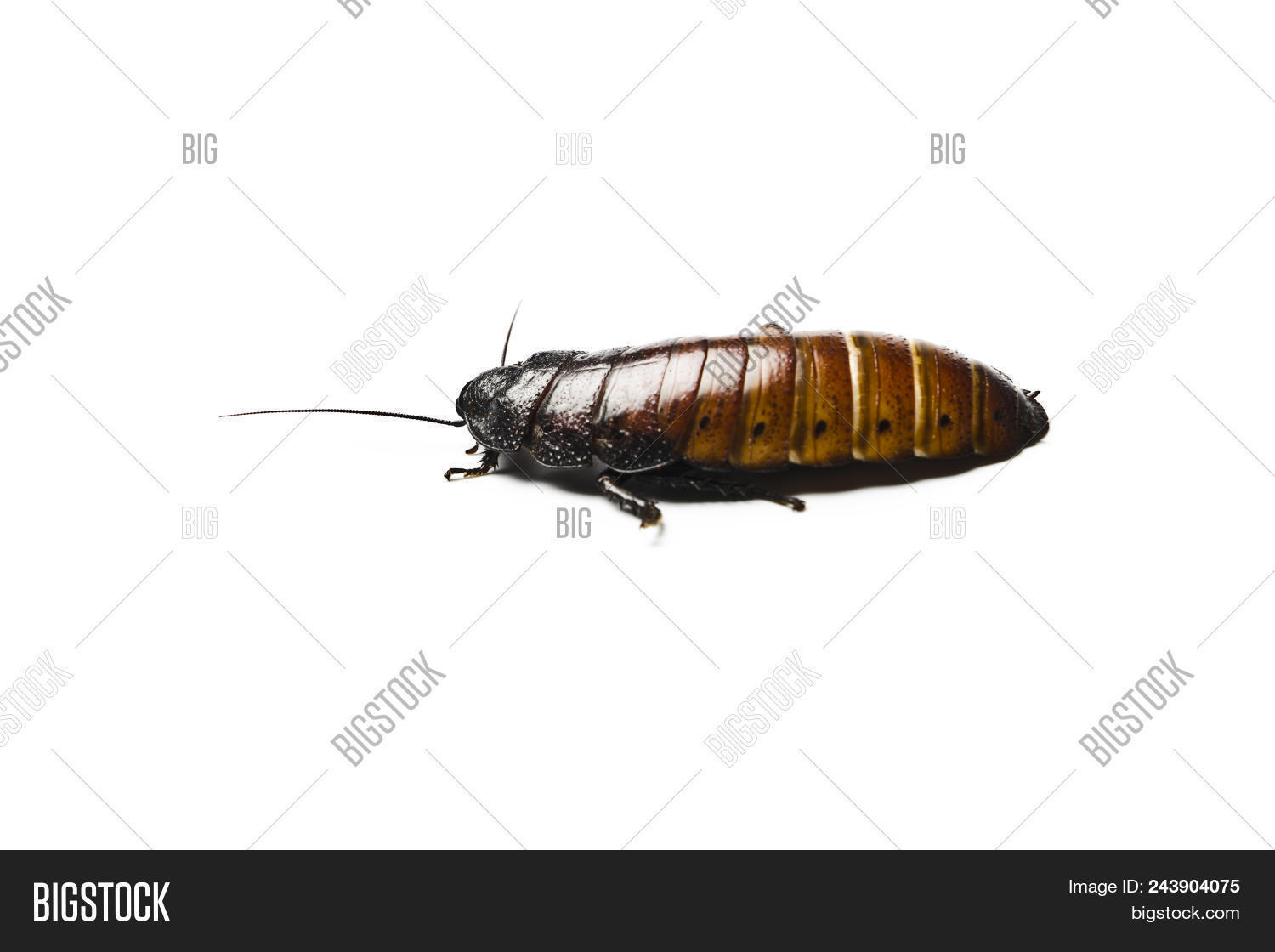 Madagascar Hissing Image & Photo (Free Trial) | Bigstock