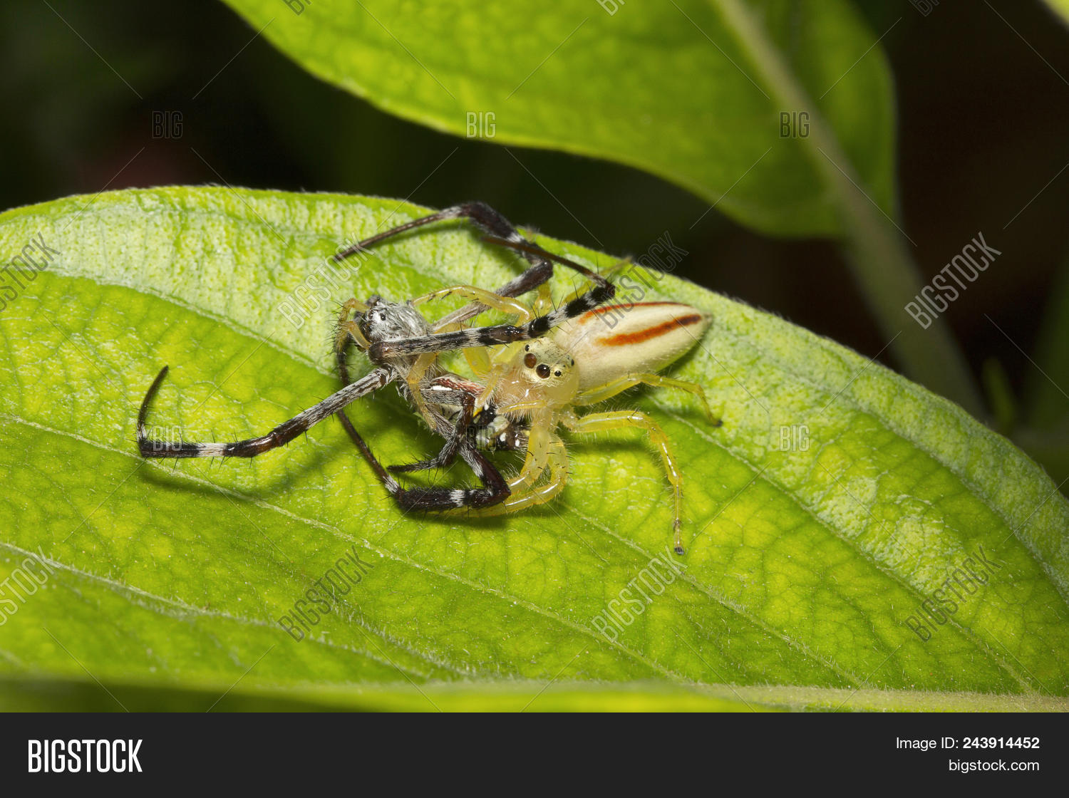 Jumping Spider, Image & Photo (Free Trial) | Bigstock