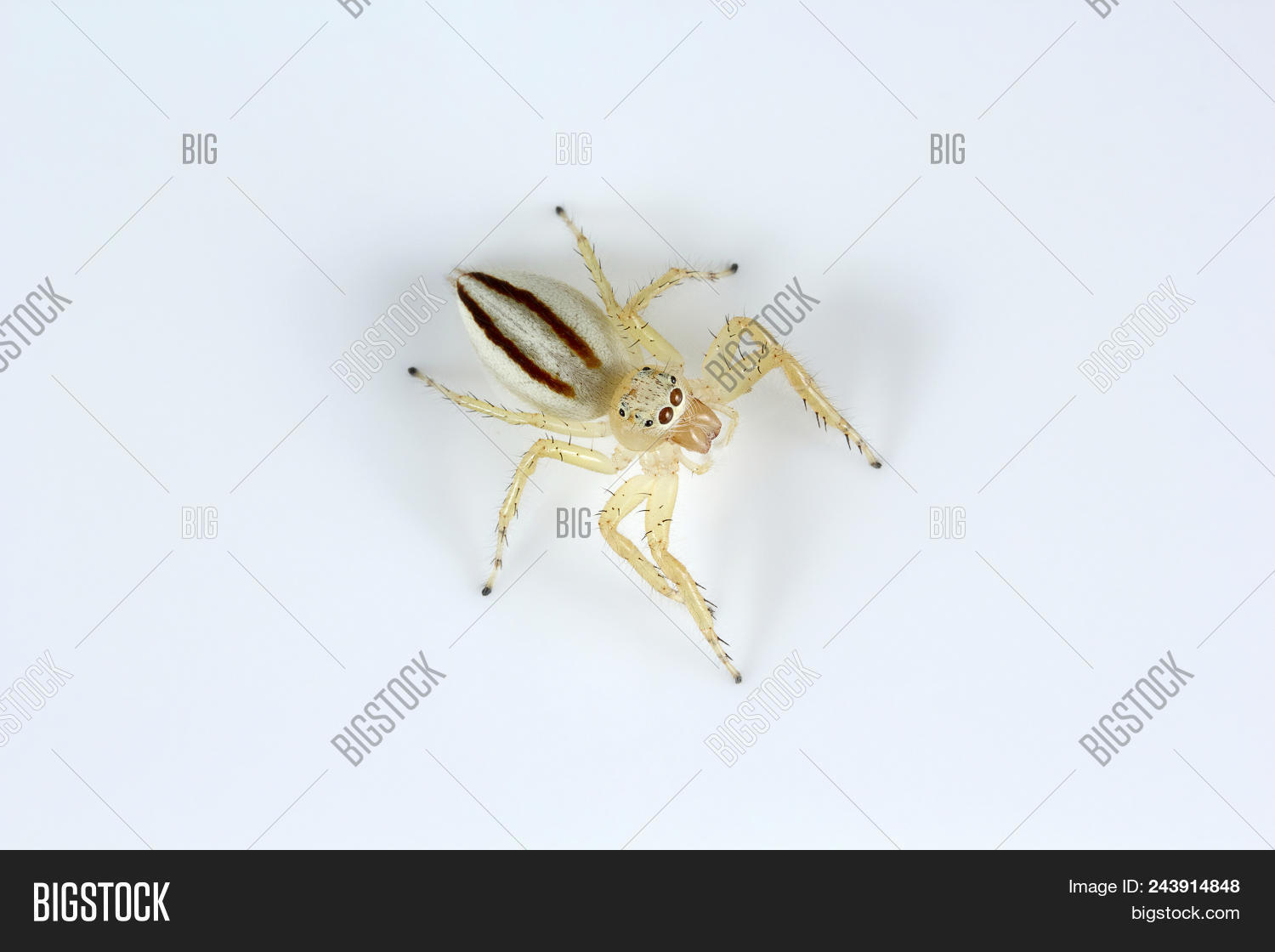 Jumping Spider, Image & Photo (Free Trial) | Bigstock