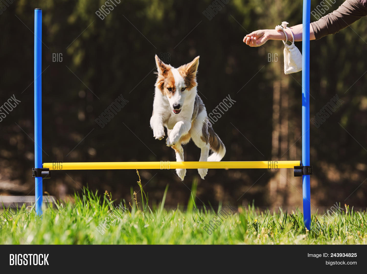 Dog Agility Training Image & Photo (Free Trial) | Bigstock