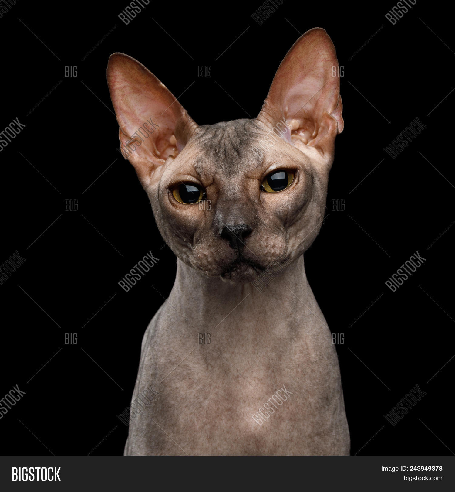 Cat Face Front View