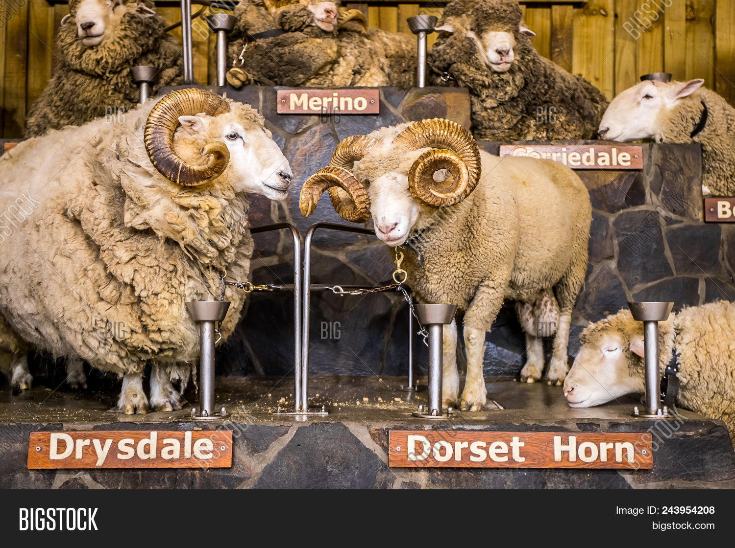 Sheep Exhibition Sheep Image & Photo (Free Trial) | Bigstock