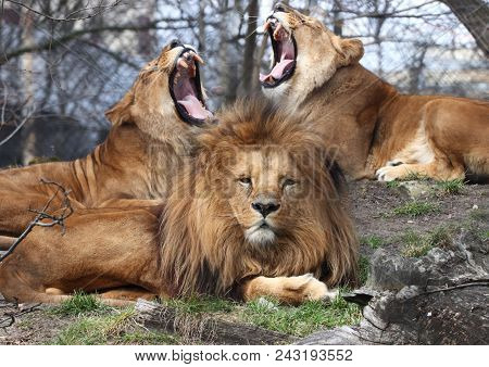 One Lion Two Lioness Image & Photo (Free Trial) | Bigstock