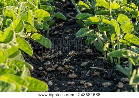 Soybean Flowers On Soy Image & Photo (Free Trial) | Bigstock