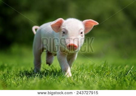 Newborn Piglet On Image & Photo (Free Trial) | Bigstock