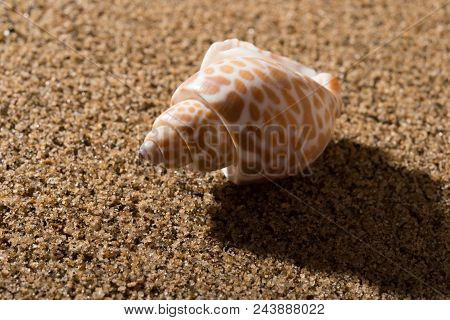 Side View Conch Shell Image & Photo (Free Trial) | Bigstock