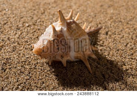 Side View Conch Shell Image & Photo (Free Trial) | Bigstock