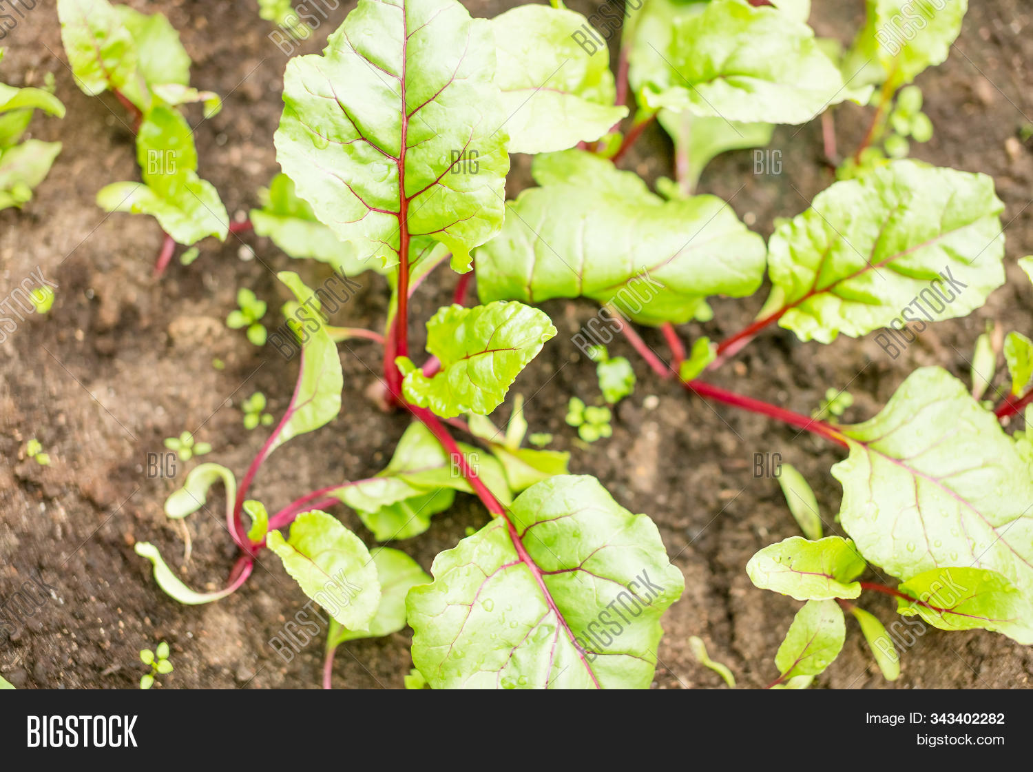 Beet Seedlings