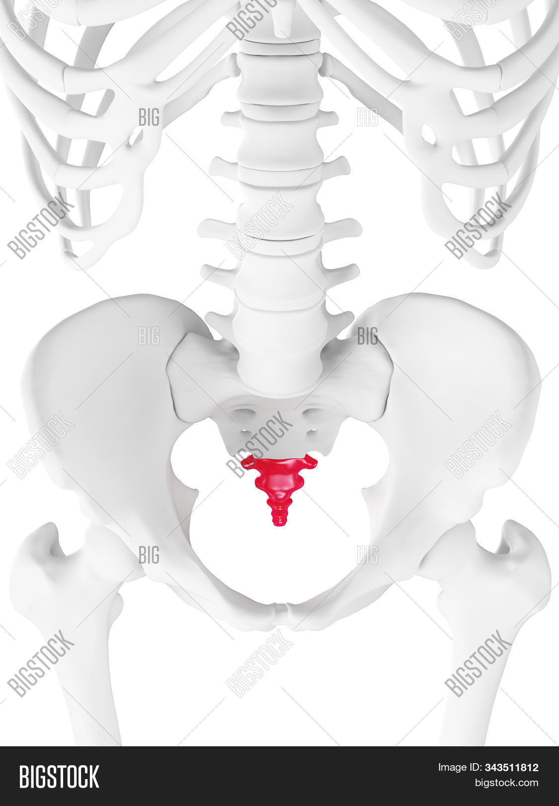 3d Rendered Medically Image & Photo (Free Trial) | Bigstock