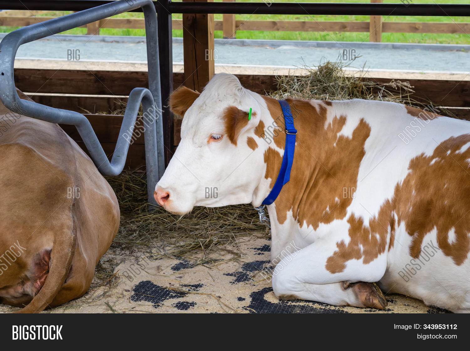 Depressed Cow