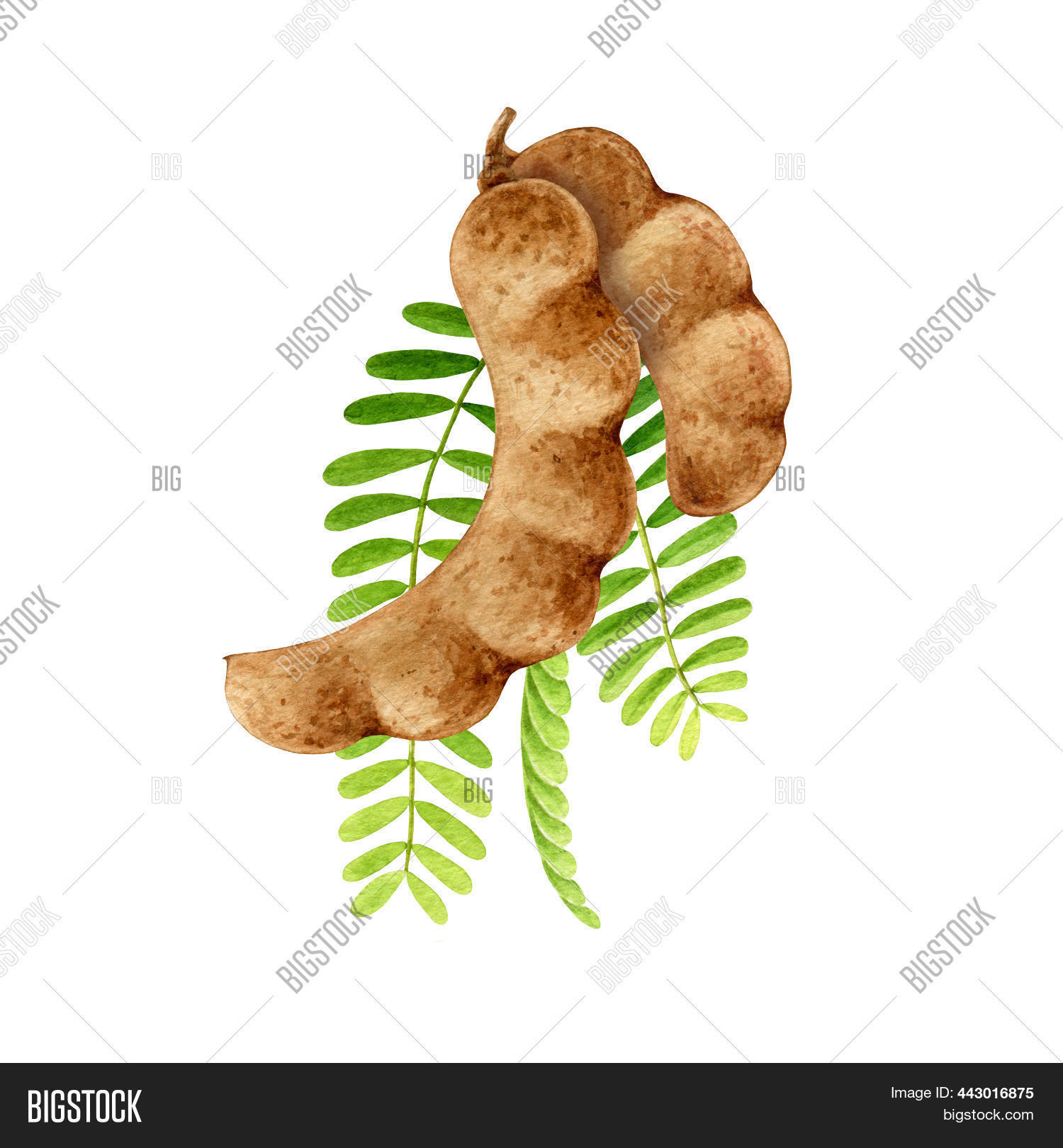 Tamarind Fruit Image & Photo (Free Trial) | Bigstock