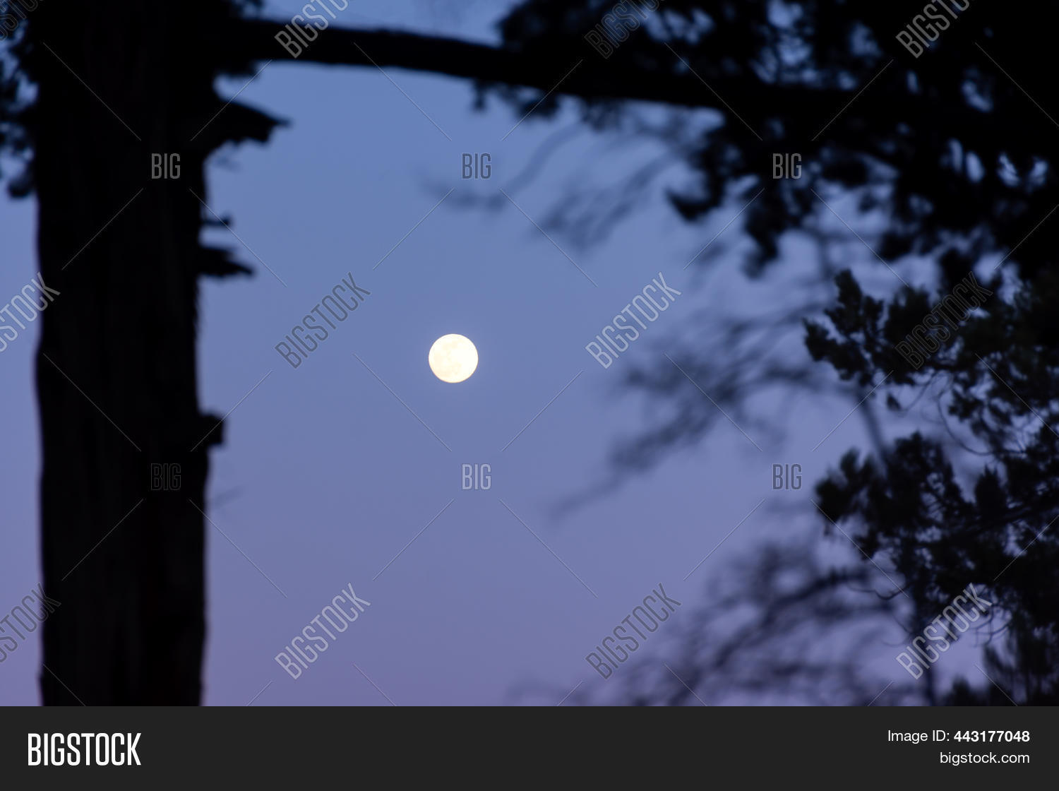 Full Moon Purple Sky. Image & Photo (Free Trial) | Bigstock