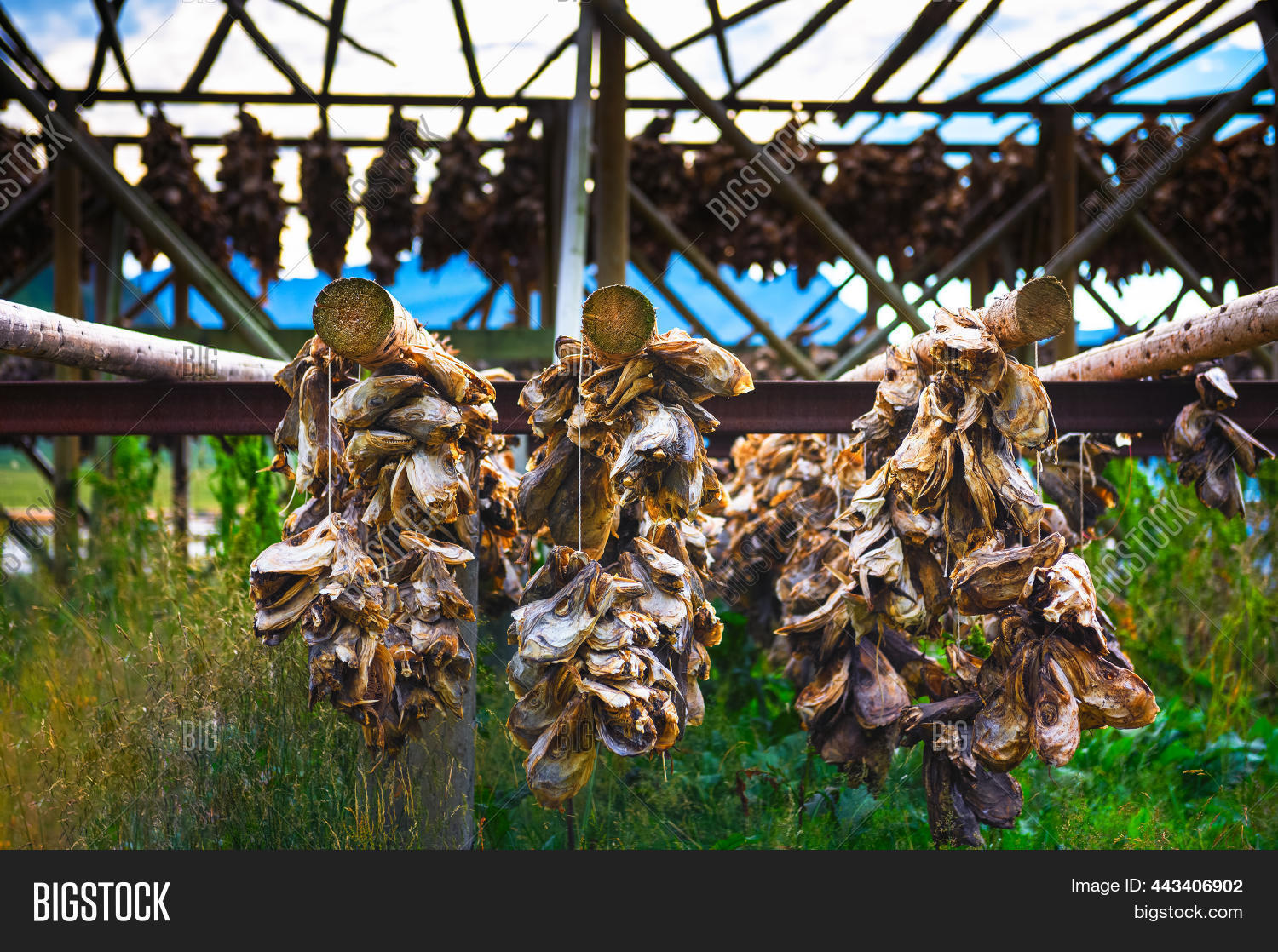 Fish Cod Heads Drying Image & Photo (Free Trial) | Bigstock