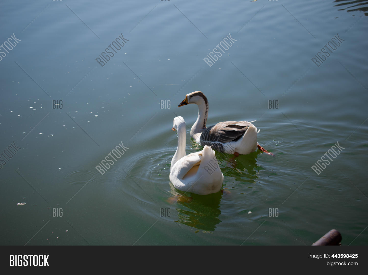 Picture Goose Floating Image & Photo (Free Trial) | Bigstock