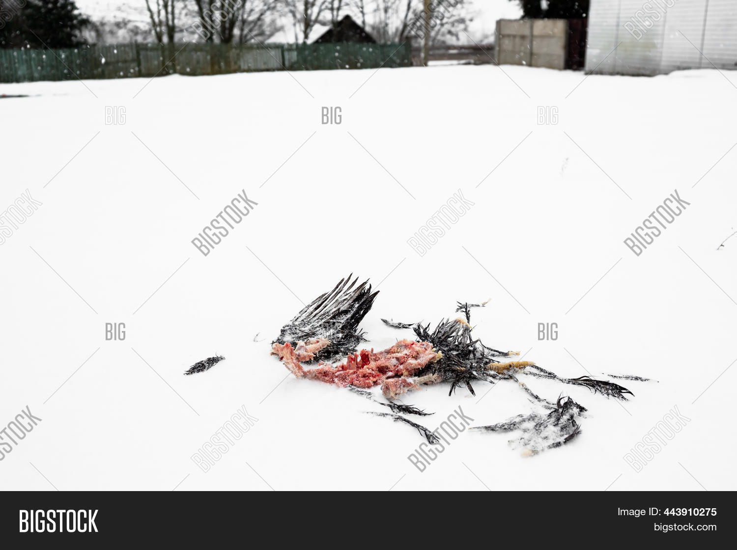 Decaying Corpse Dead Image & Photo (Free Trial) | Bigstock