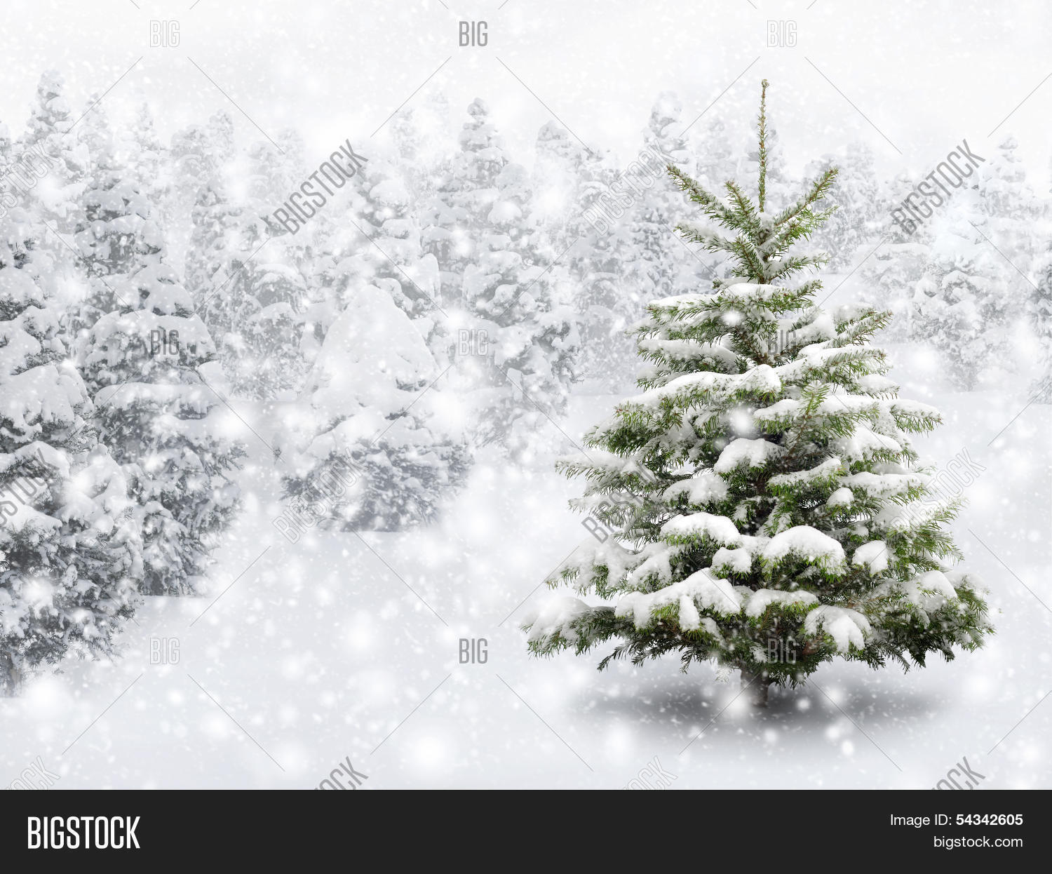 Fir Tree Thick Snow Image & Photo (Free Trial) | Bigstock