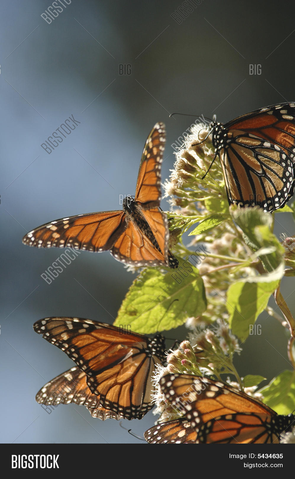 Monarchs Image & Photo (Free Trial) | Bigstock