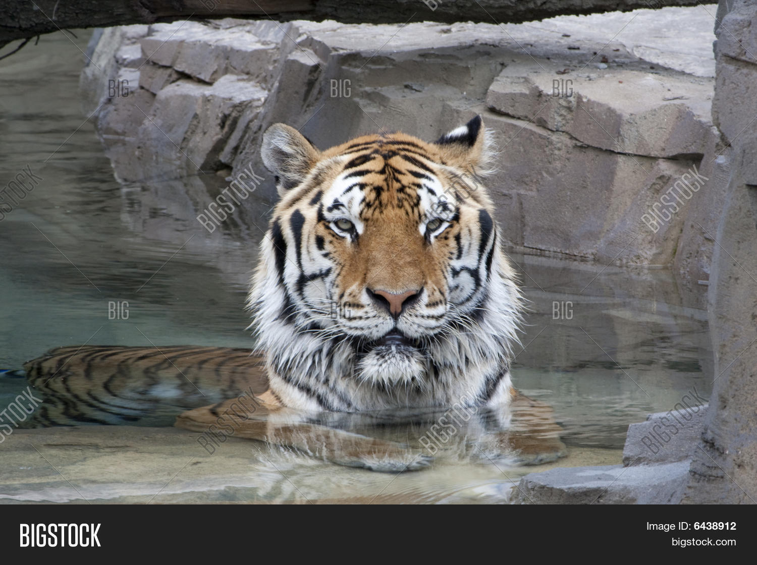 Tiger Landscape Image & Photo (Free Trial) | Bigstock