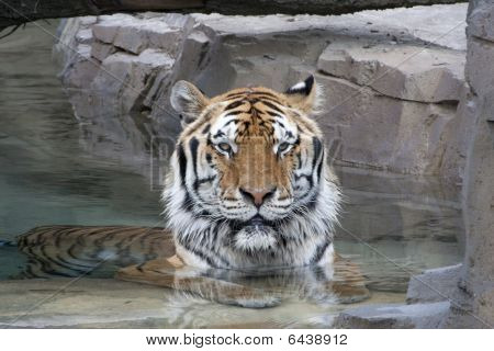 Tiger Landscape Image & Photo (Free Trial) | Bigstock
