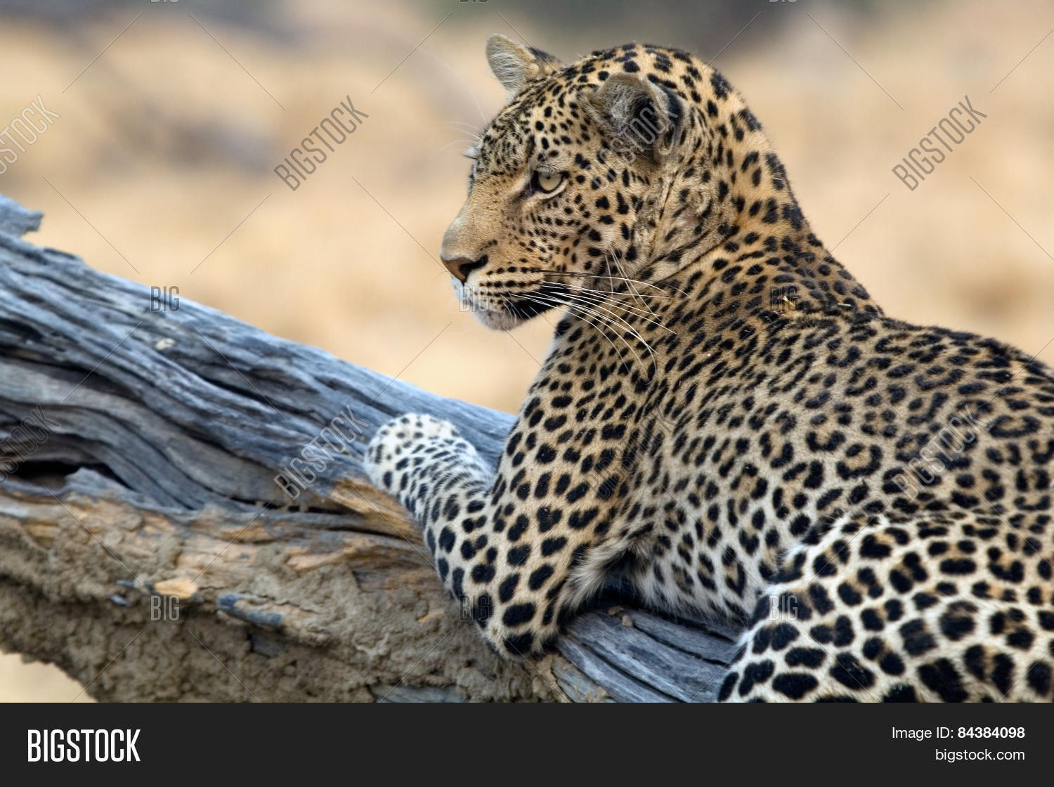 Leopard Stars Towards Image & Photo (Free Trial) | Bigstock