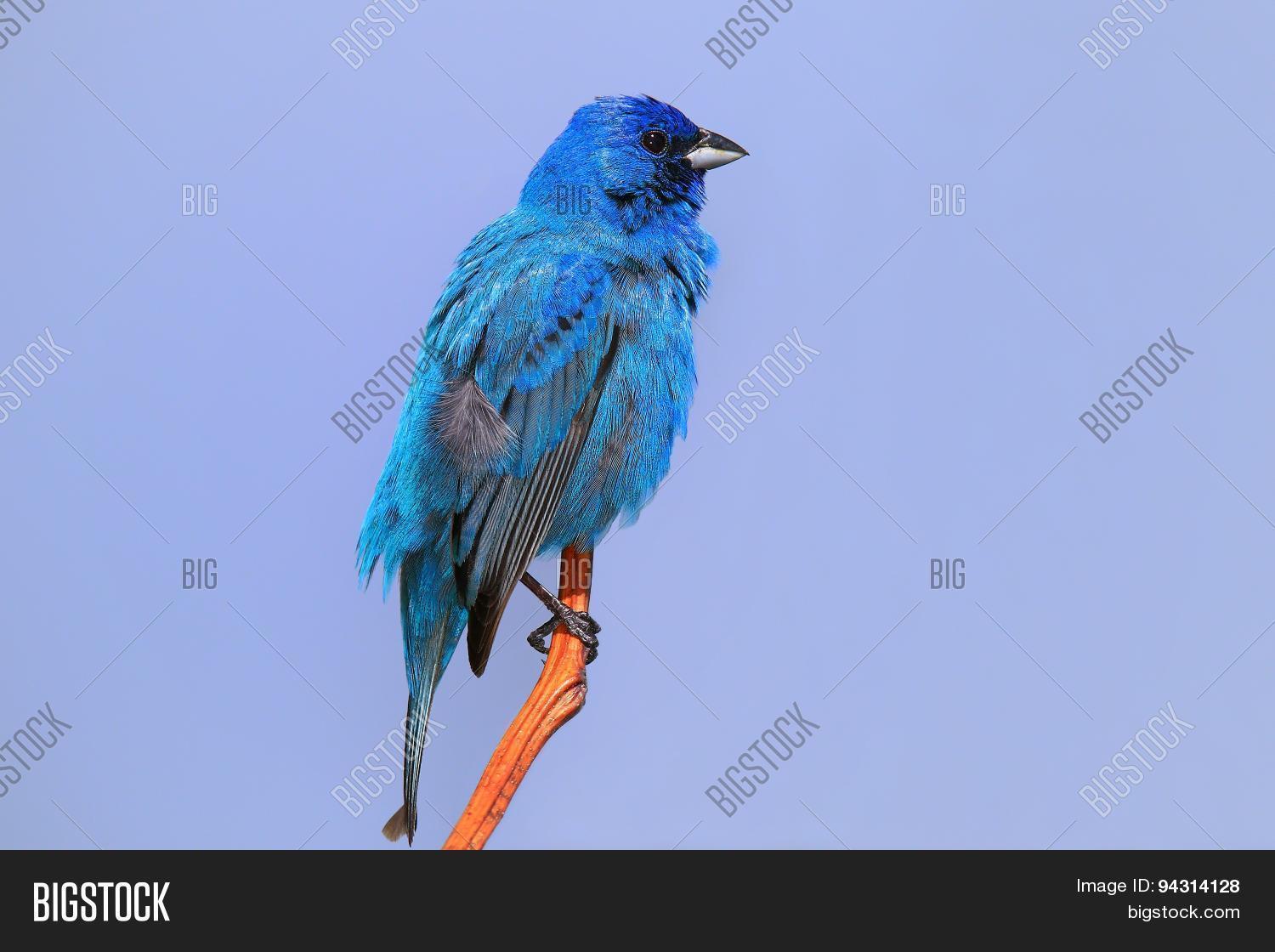 Color Me Blue Image & Photo (Free Trial) | Bigstock