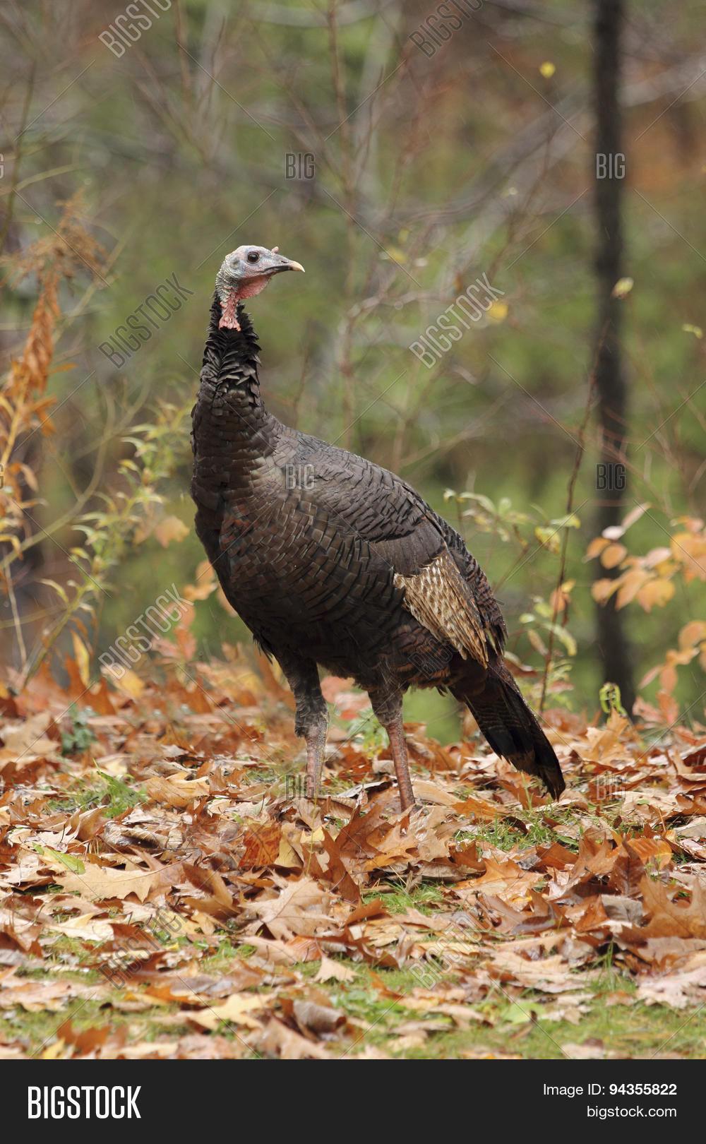 Wild Turkey Autumn Image & Photo (Free Trial) | Bigstock