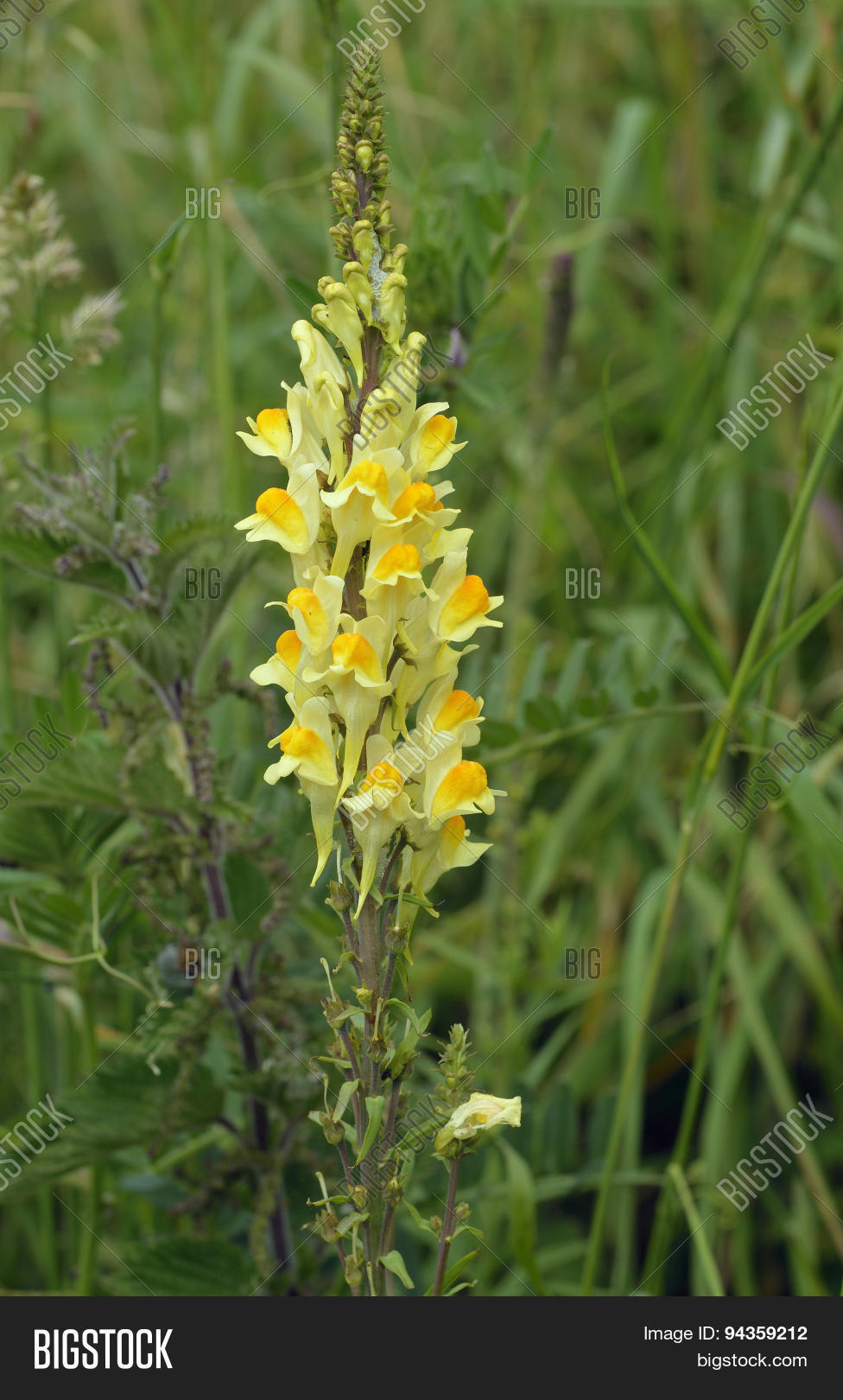 Common Toadflax Image & Photo (Free Trial) | Bigstock