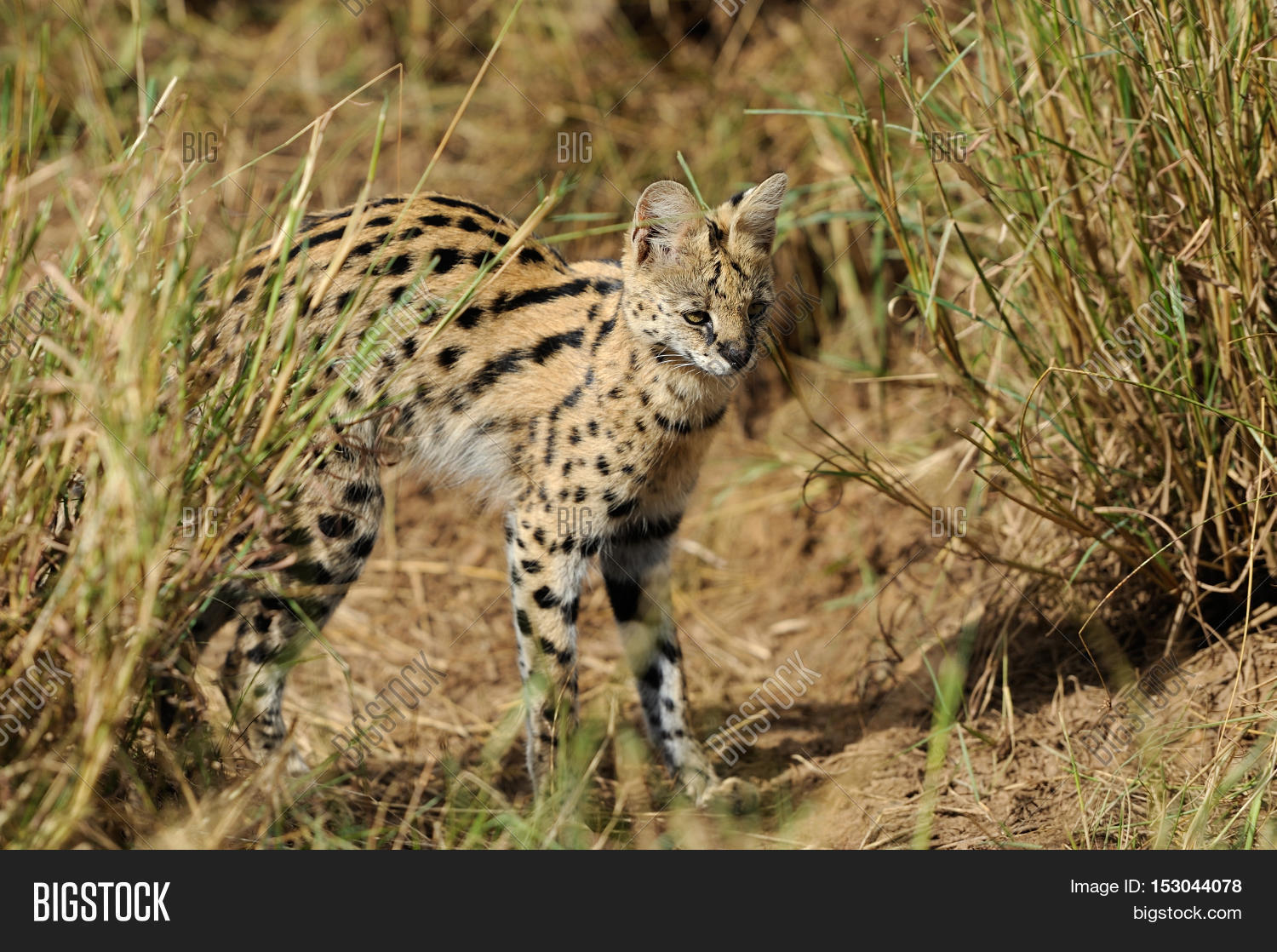 Serval Cat (felis Image & Photo (Free Trial) | Bigstock