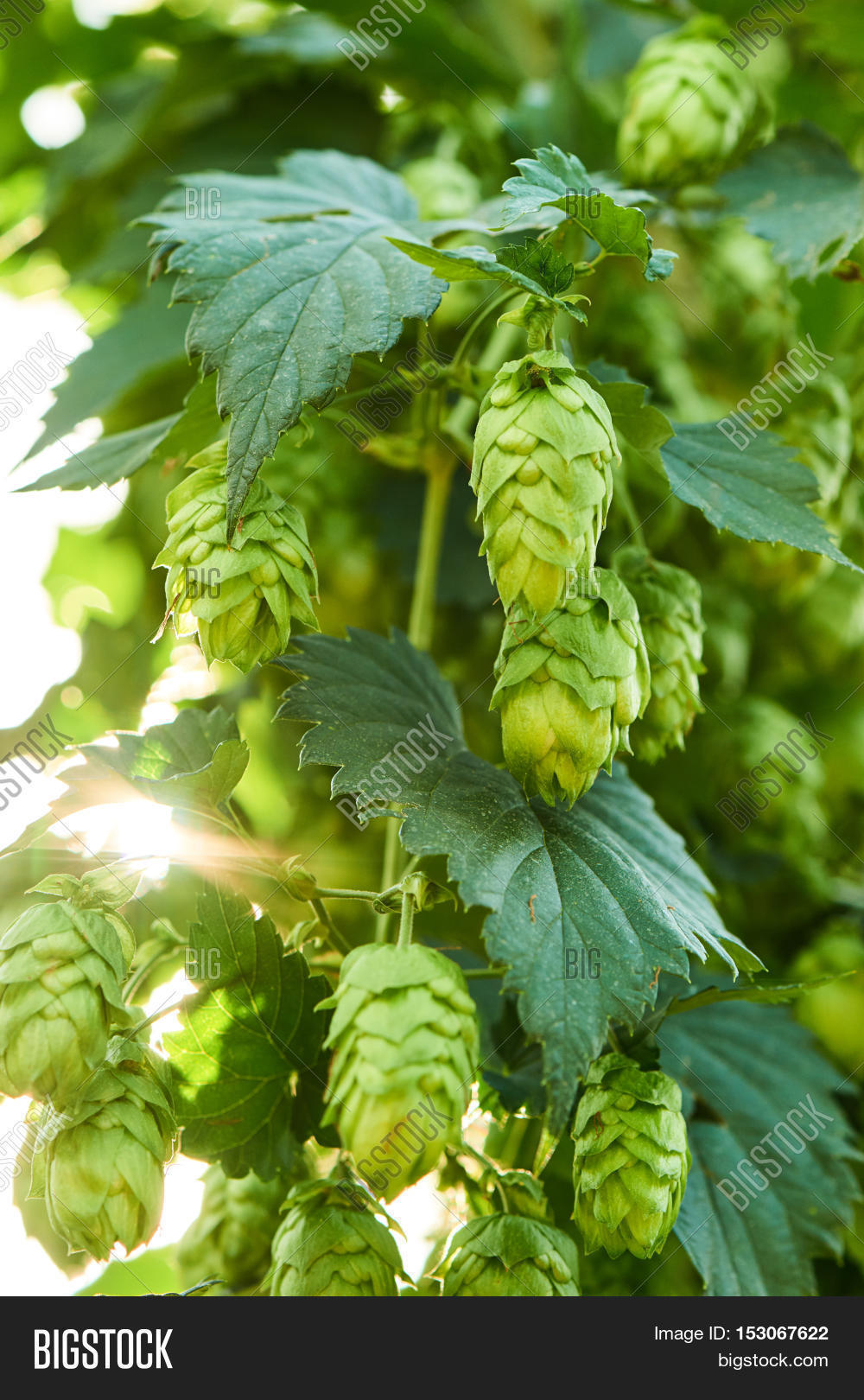 Closeup Ripe Hop Cones Image & Photo (Free Trial) | Bigstock
