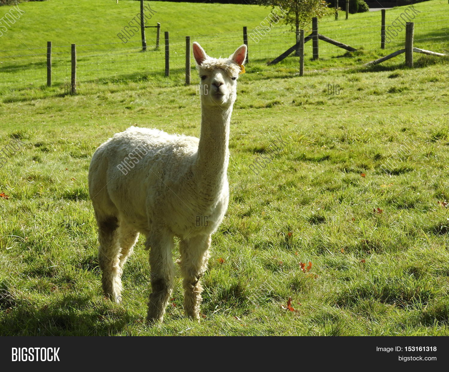 Captive Llama Bottom Image & Photo (Free Trial) | Bigstock